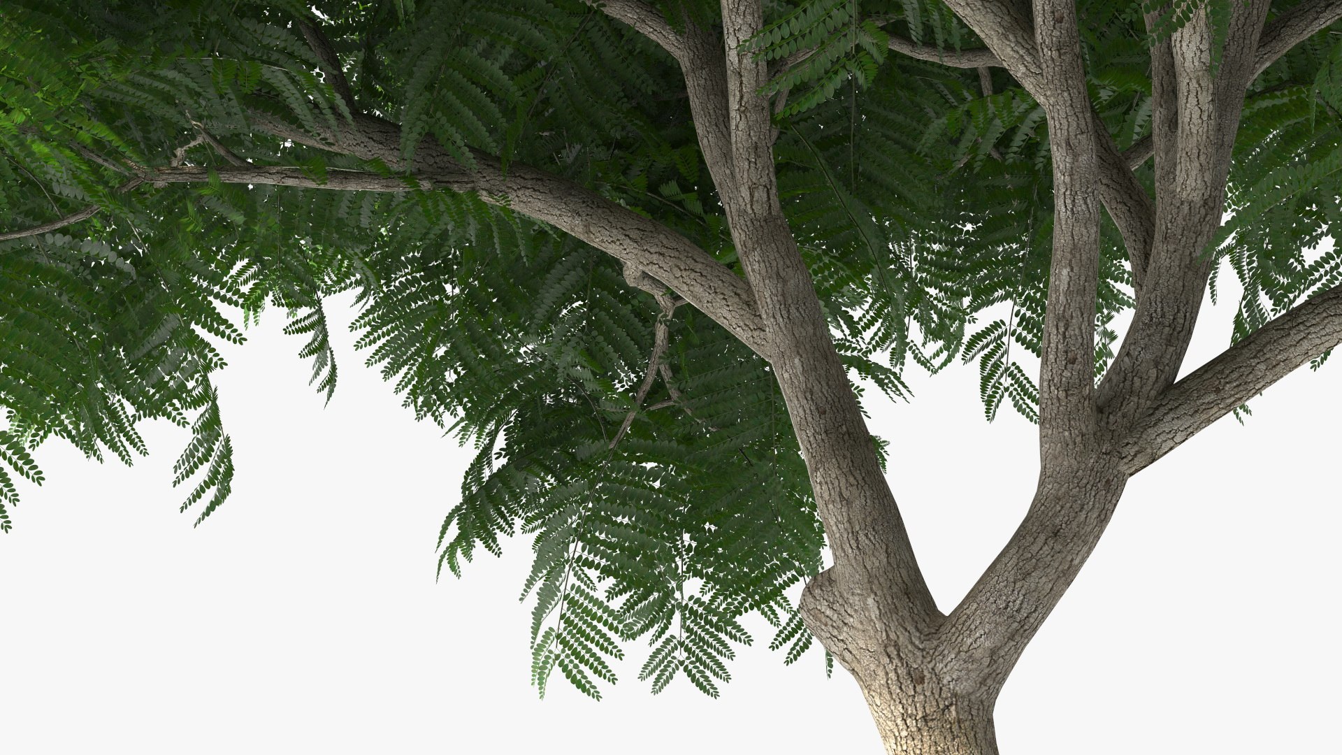 Peltophorum pterocarpum tree 3D model - TurboSquid 1705240