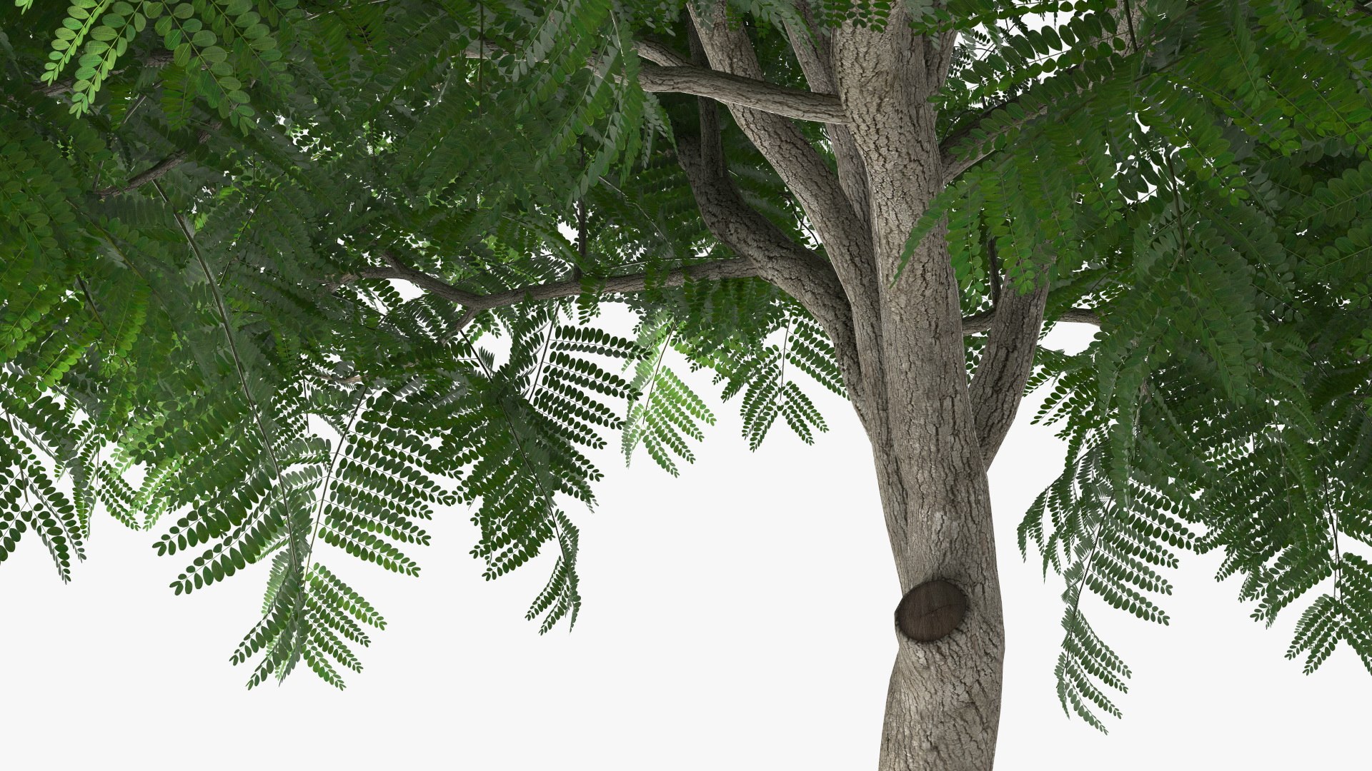 Peltophorum pterocarpum tree 3D model - TurboSquid 1705240