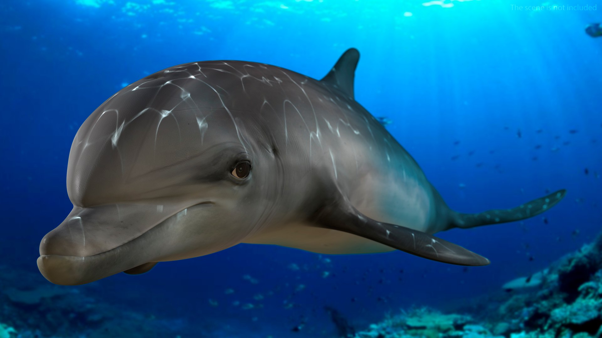 Dolphin Swimming Animated For Maya 3D Model - TurboSquid 2136627