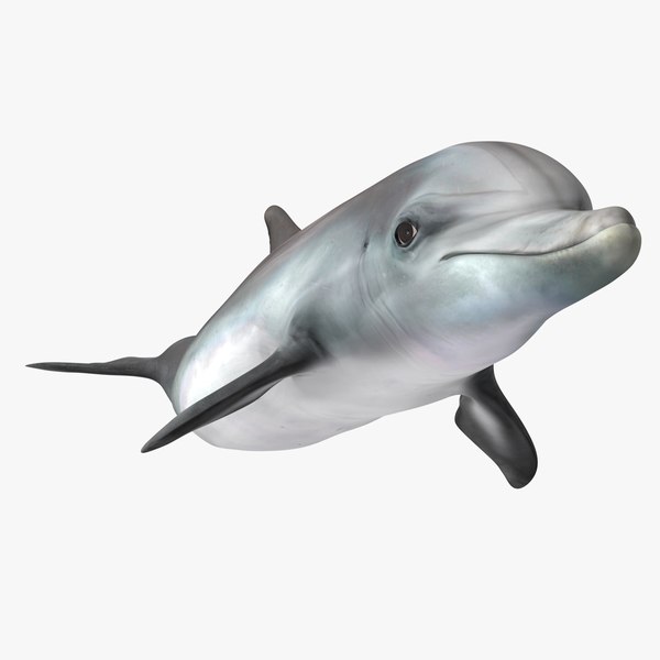 modelo 3d Nado con delfines animado para Maya - TurboSquid 2136627