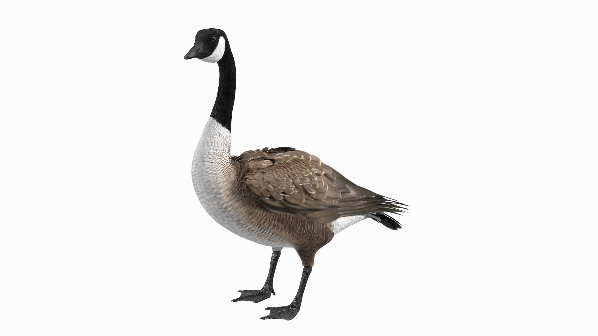 3D Branta Canadensis Standing Pose - TurboSquid 2113311