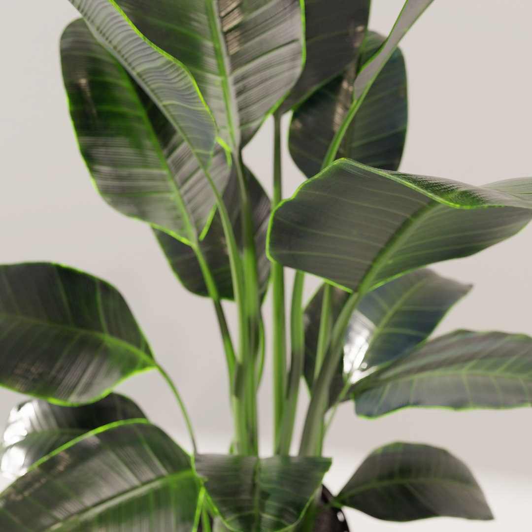 Green Plant Model - TurboSquid 1515329