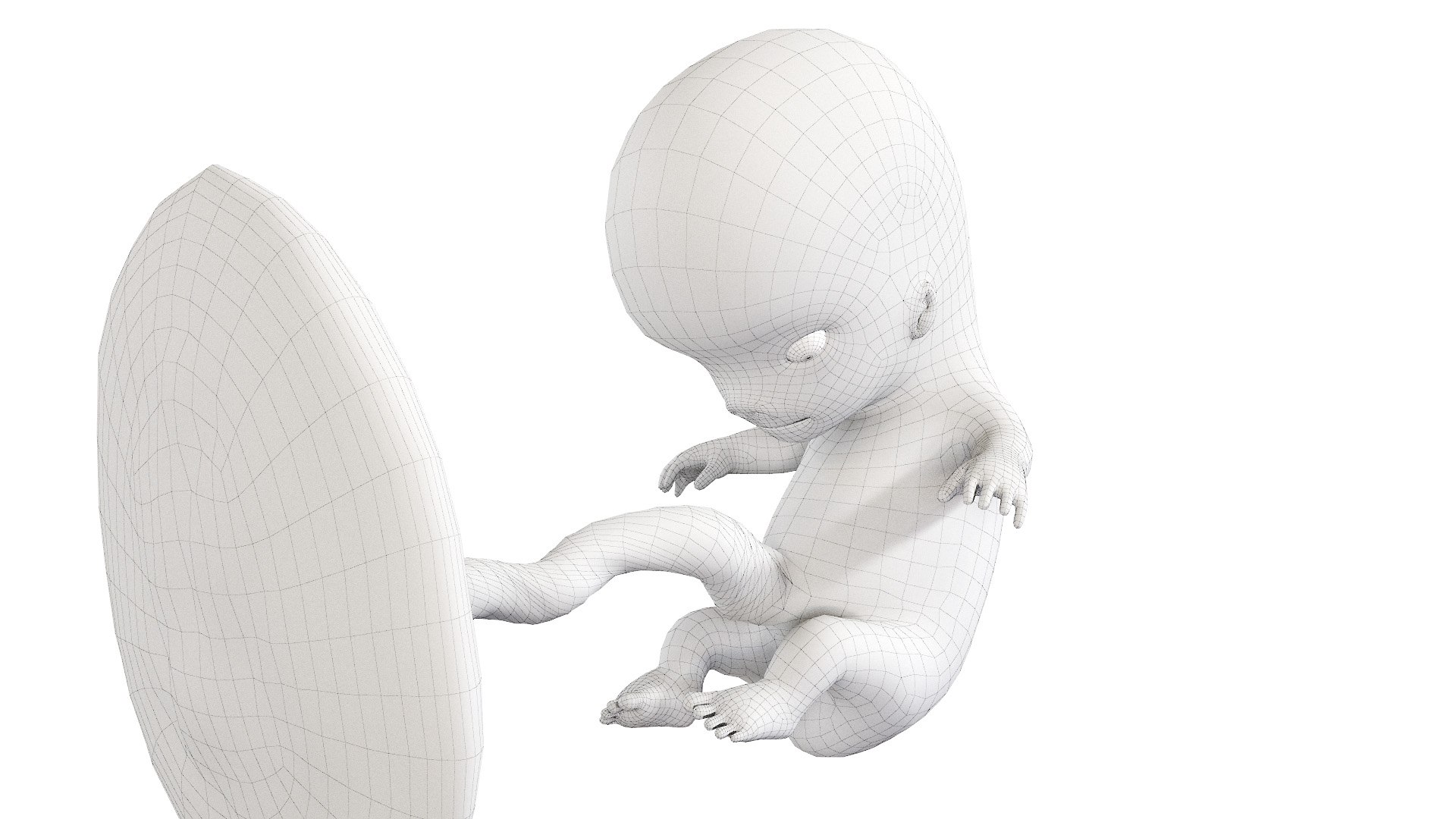3D Fetus Week 9 Animated - TurboSquid 1865830