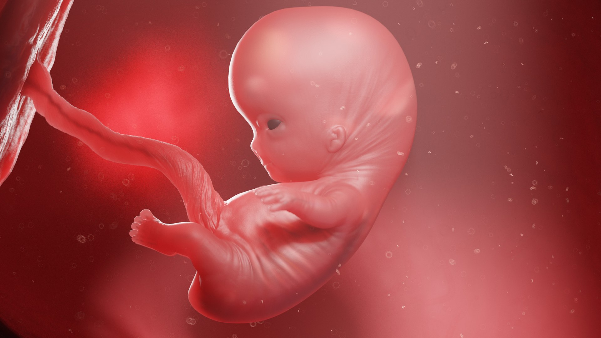 3D Fetus Week 9 Animated - TurboSquid 1865830