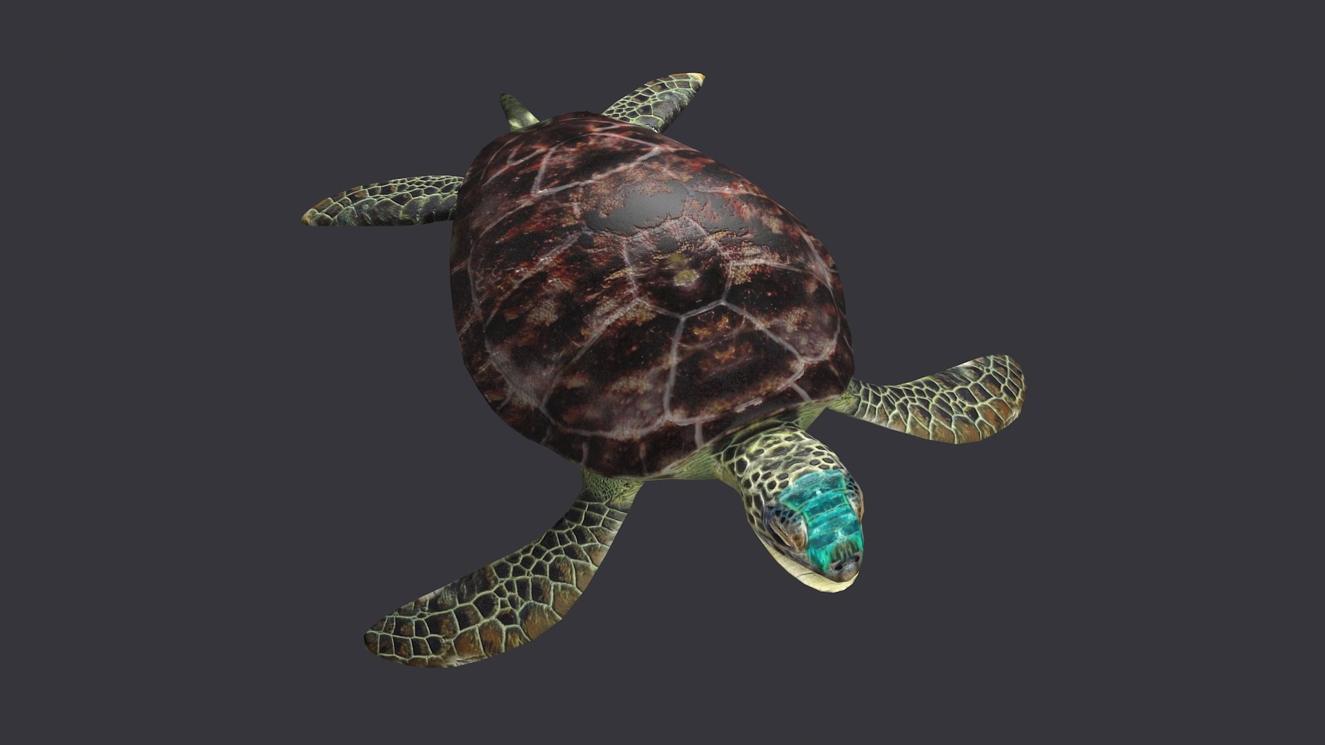 3D Green Sea Turtle Sea Green Pacific Asian Tropical Model - TurboSquid ...