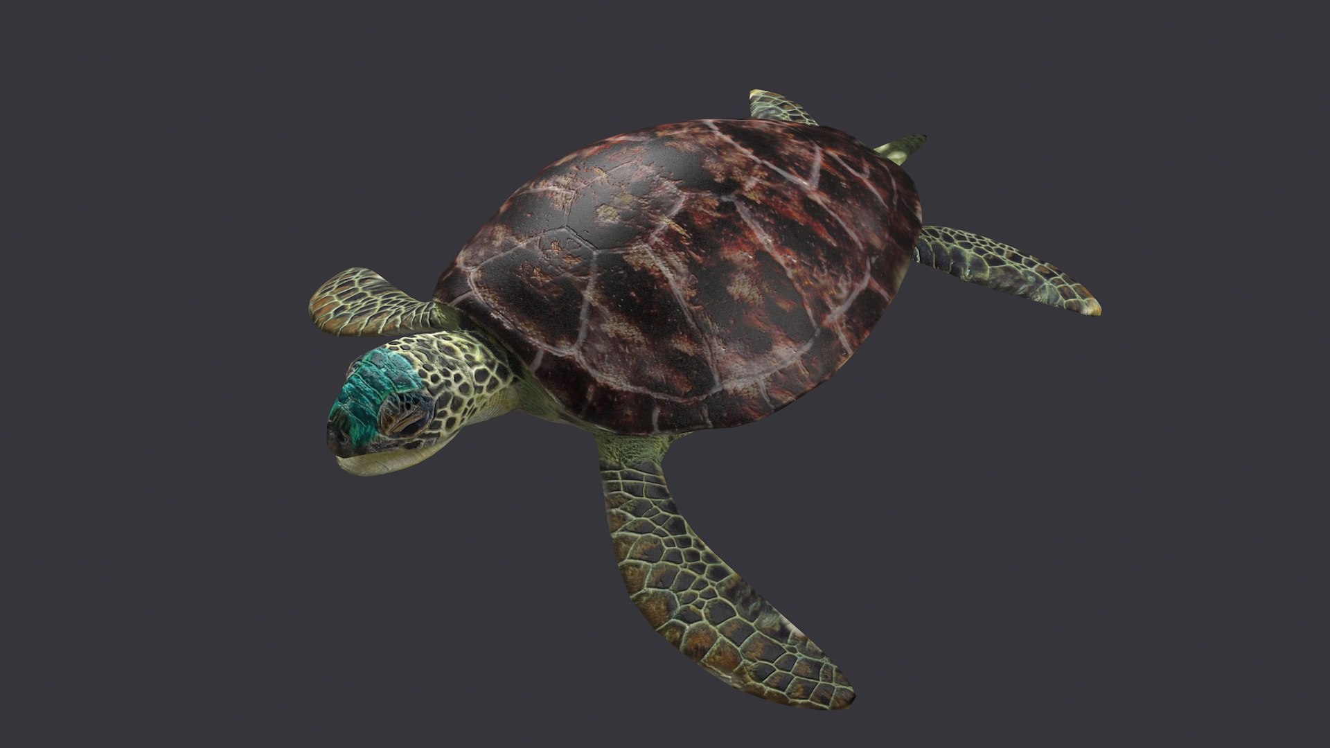 3D Green Sea Turtle Sea Green Pacific Asian Tropical Model - TurboSquid ...