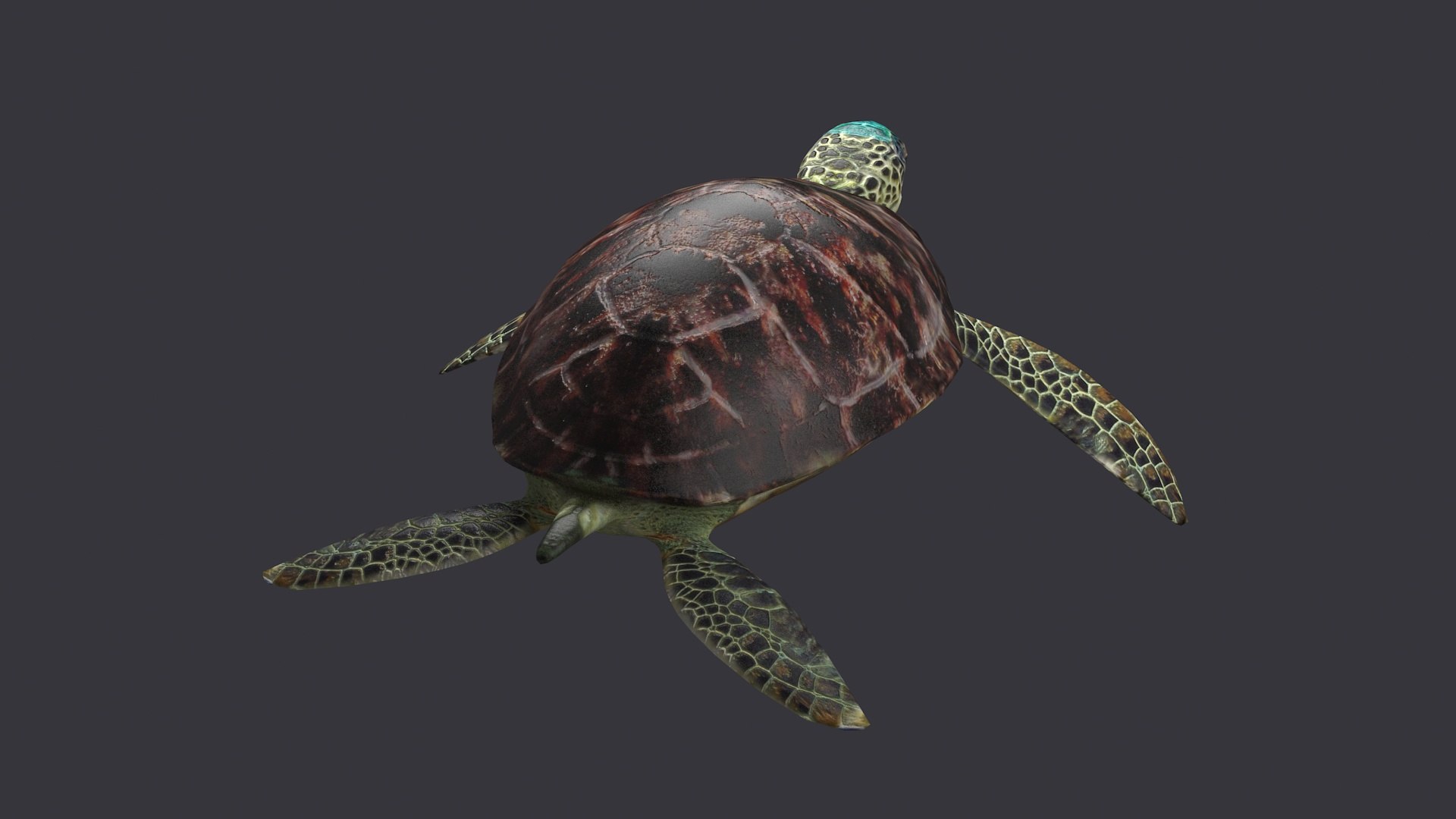 3D Green Sea Turtle Sea Green Pacific Asian Tropical Model - TurboSquid ...