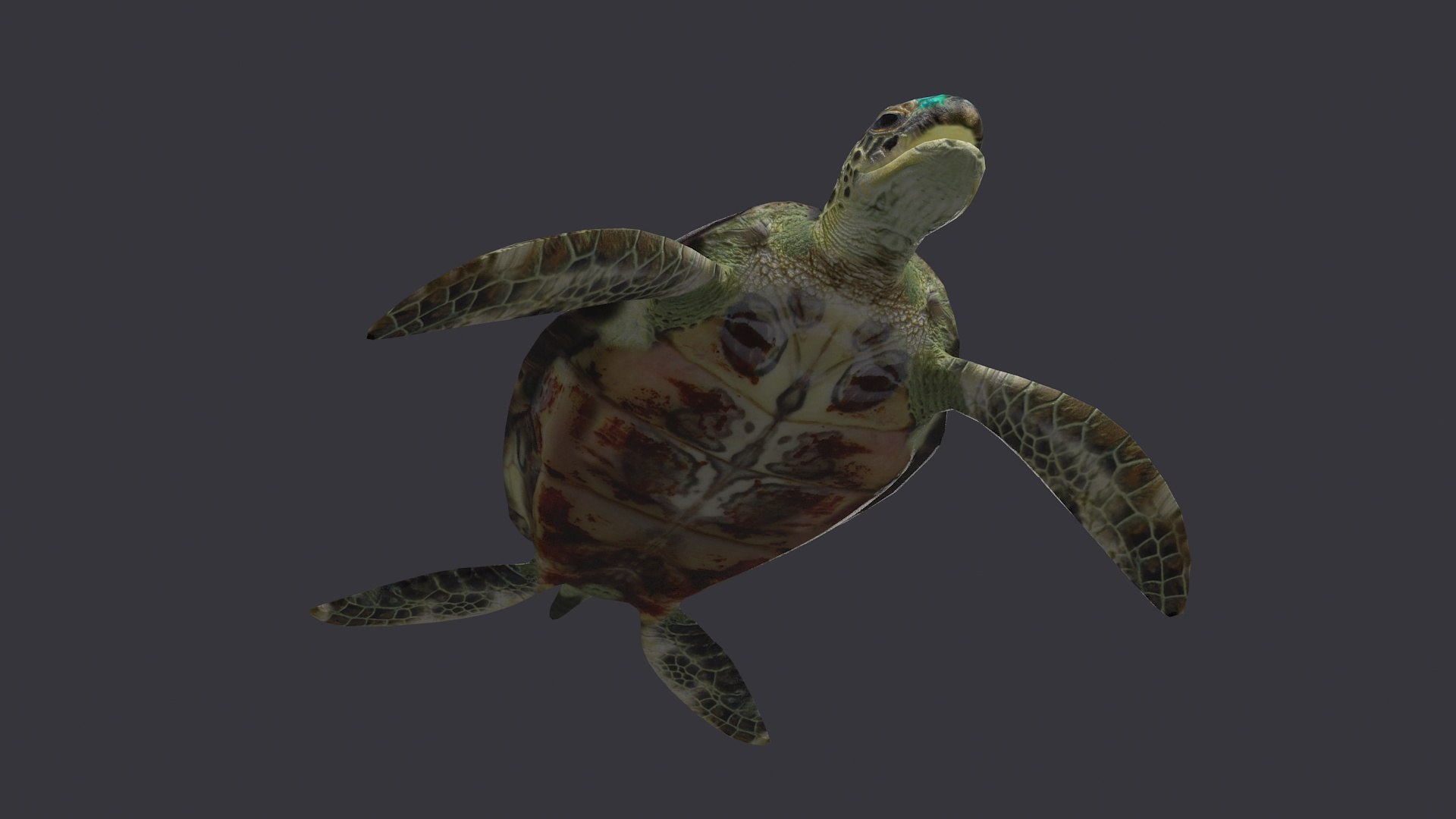 3D Green Sea Turtle Sea Green Pacific Asian Tropical Model - TurboSquid ...