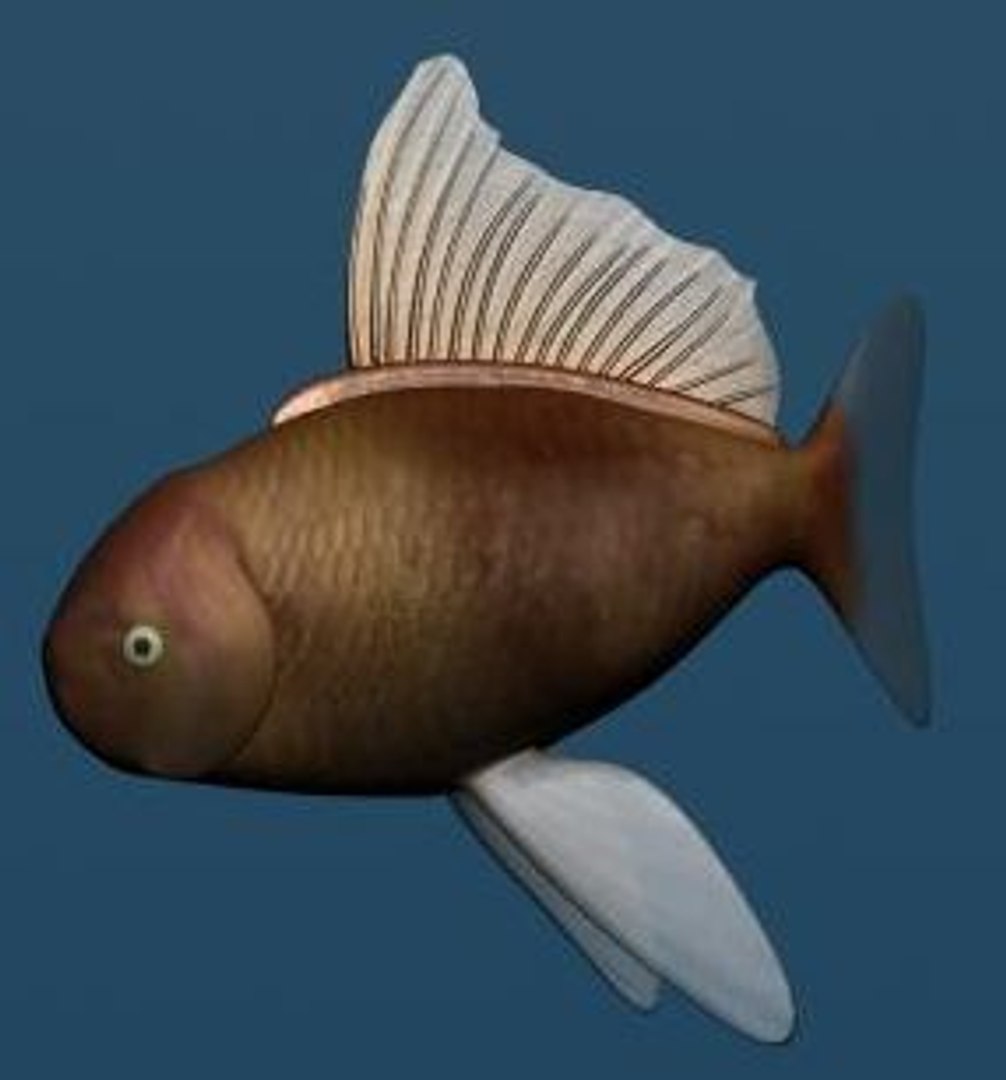 Fish 3d Model