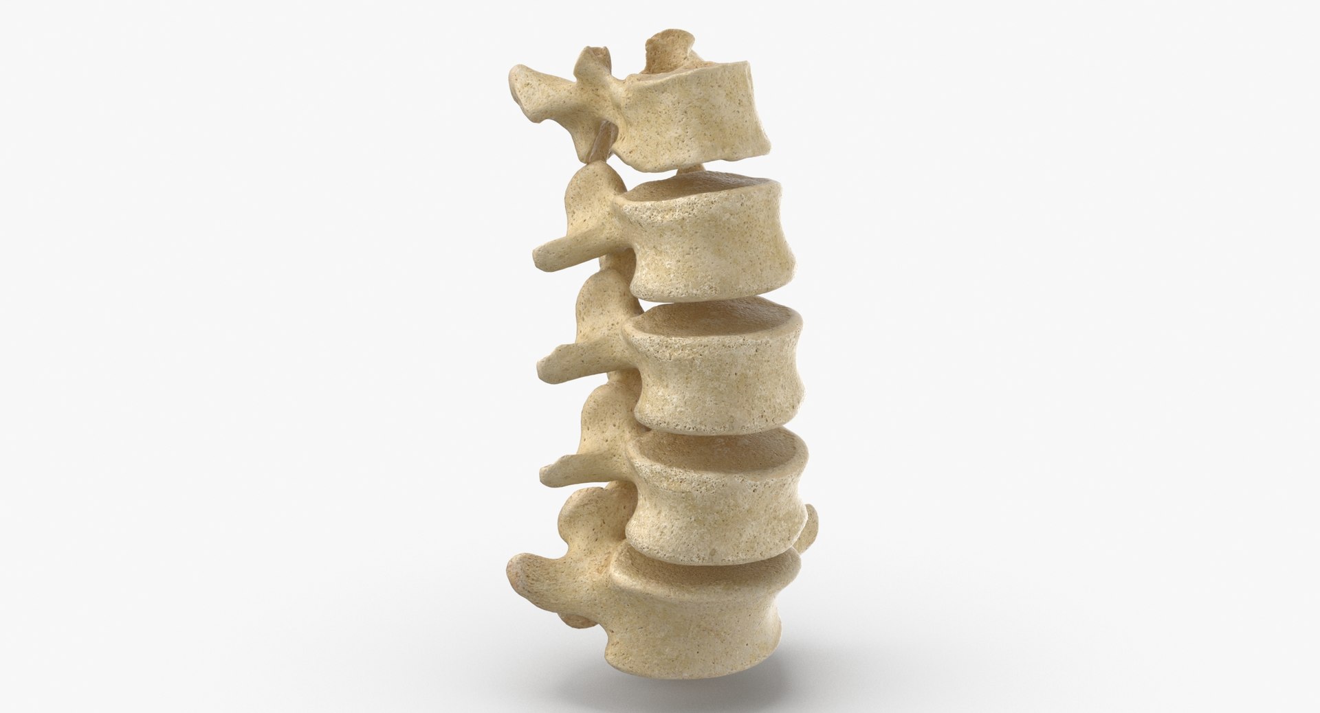 Human Lumbar Vertebrae L1 To L5 Bones Collection 02 - 2 Models Model ...