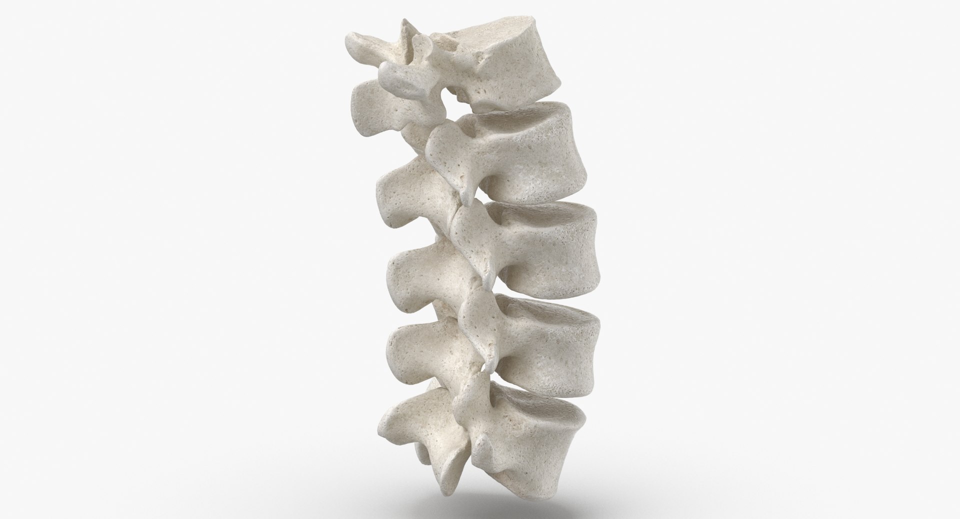 Human Lumbar Vertebrae L1 To L5 Bones Collection 02 - 2 Models Model ...