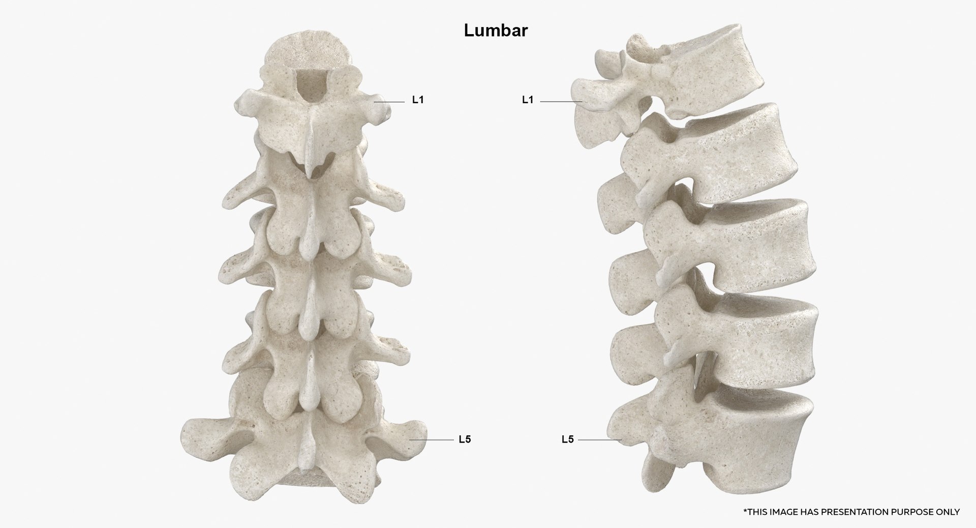 Human Lumbar Vertebrae L1 To L5 Bones Collection 02 - 2 Models Model ...