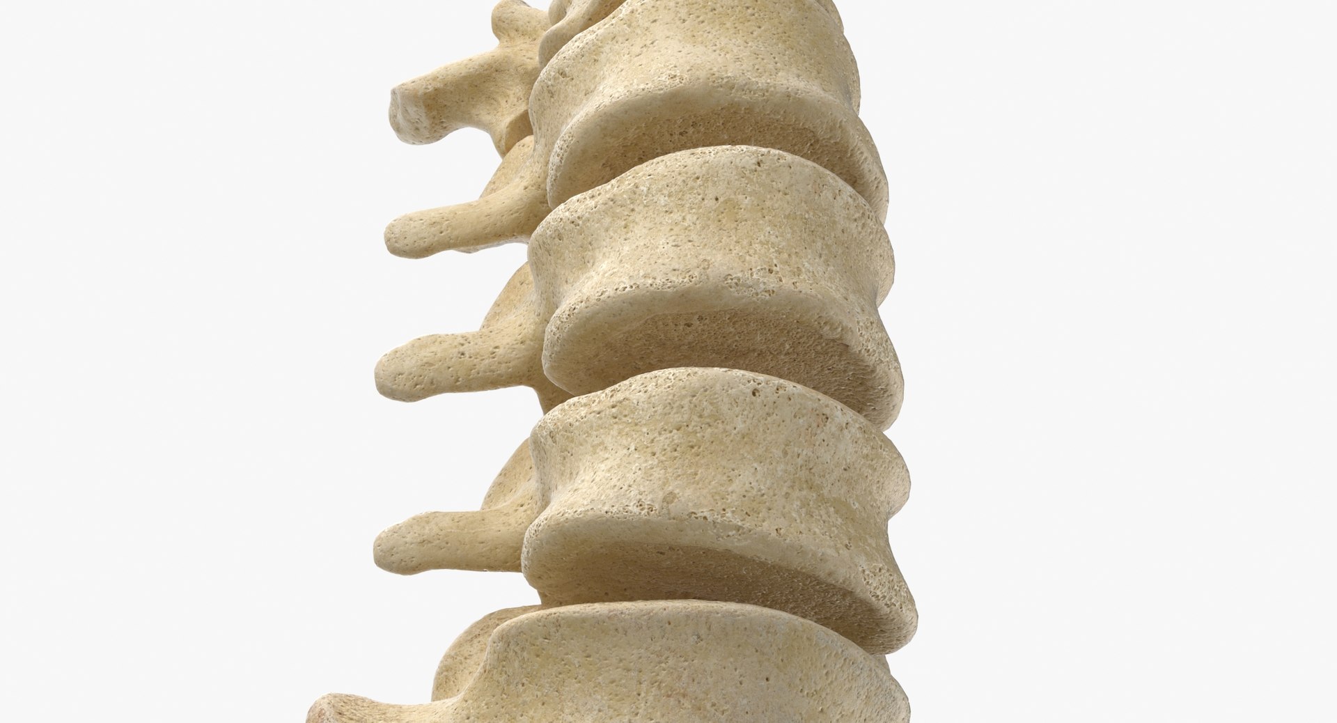Human Lumbar Vertebrae L1 To L5 Bones Collection 02 - 2 Models Model ...