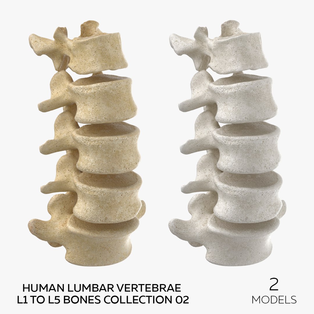 Human Lumbar Vertebrae L1 To L5 Bones Collection 02 - 2 Models Model ...
