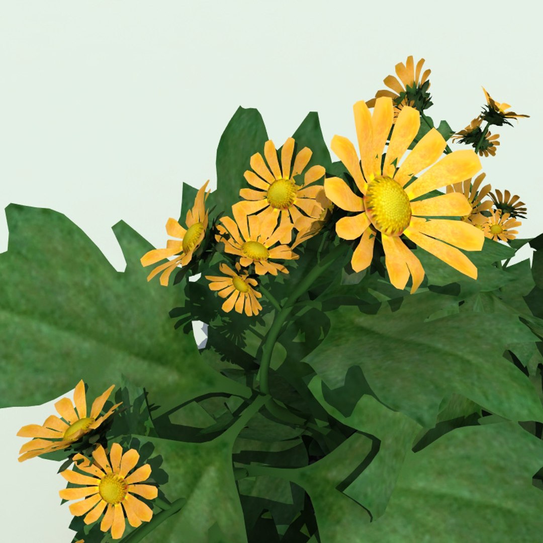 3d model primula kewensis