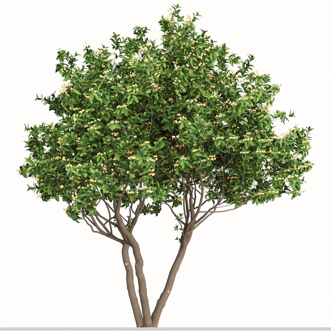 3D Set OfEriobotrya Japonica Or Loquat Tree - 3 Trees - TurboSquid 1989133