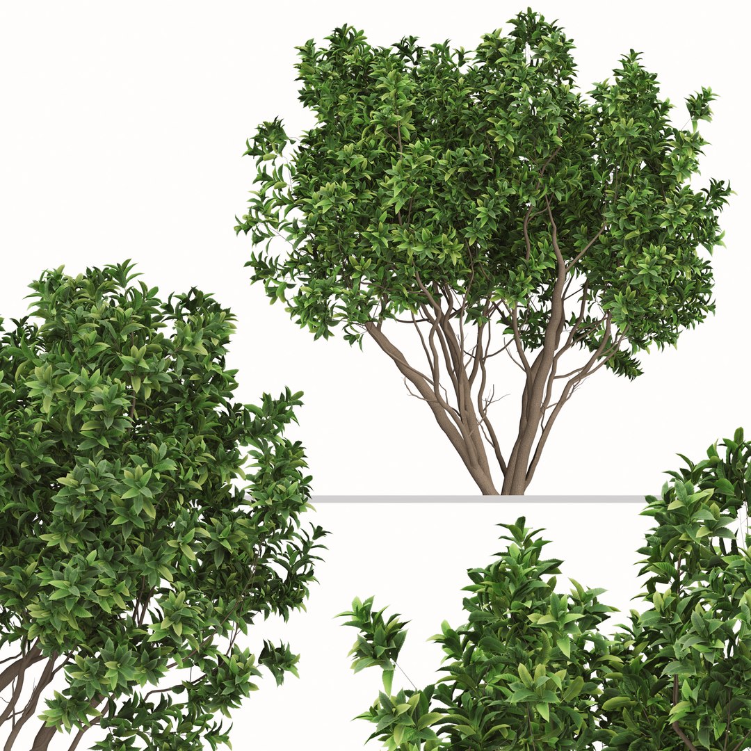 3D Set OfEriobotrya Japonica Or Loquat Tree - 3 Trees - TurboSquid 1989133