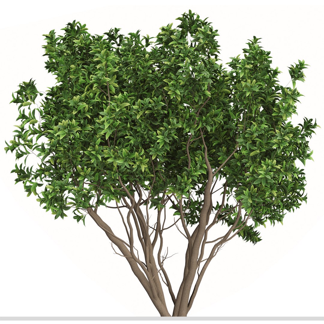 3D Set OfEriobotrya Japonica Or Loquat Tree - 3 Trees - TurboSquid 1989133
