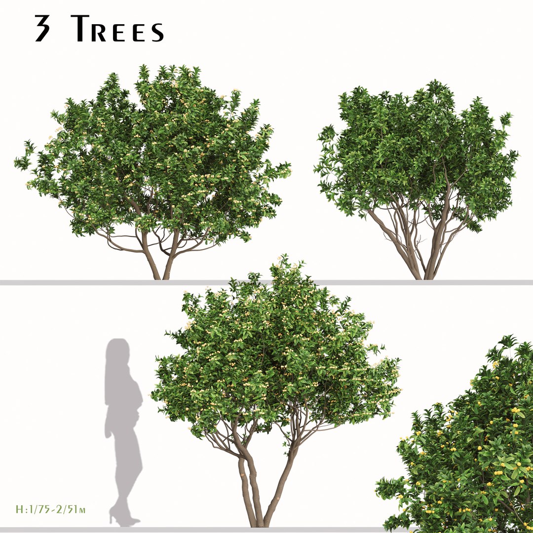 3D Set OfEriobotrya Japonica Or Loquat Tree - 3 Trees - TurboSquid 1989133