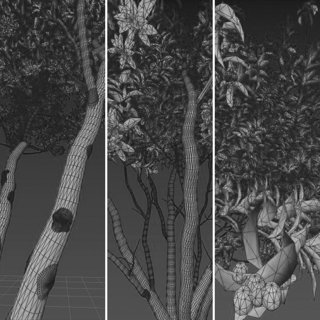 3D Set OfEriobotrya Japonica Or Loquat Tree - 3 Trees - TurboSquid 1989133