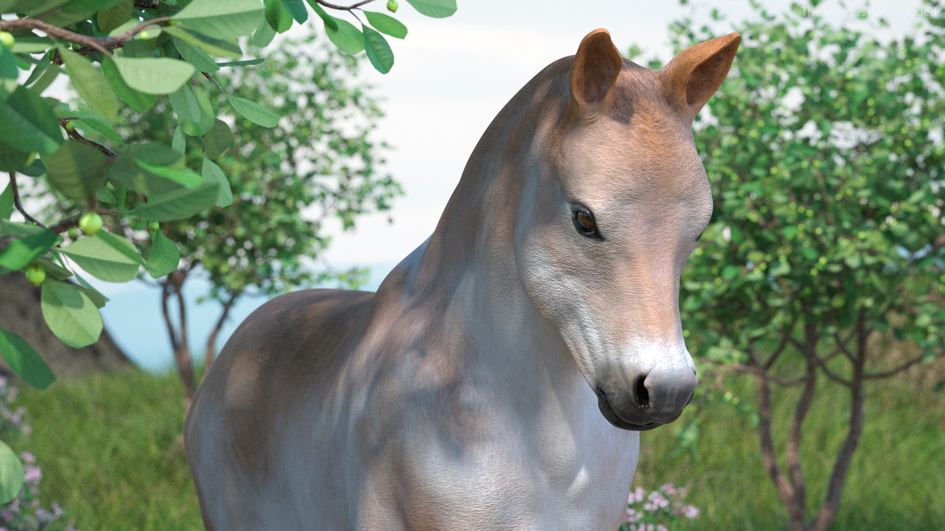 Realistic Shetland Pony Rigged For Maya 3D Model - TurboSquid 2258199