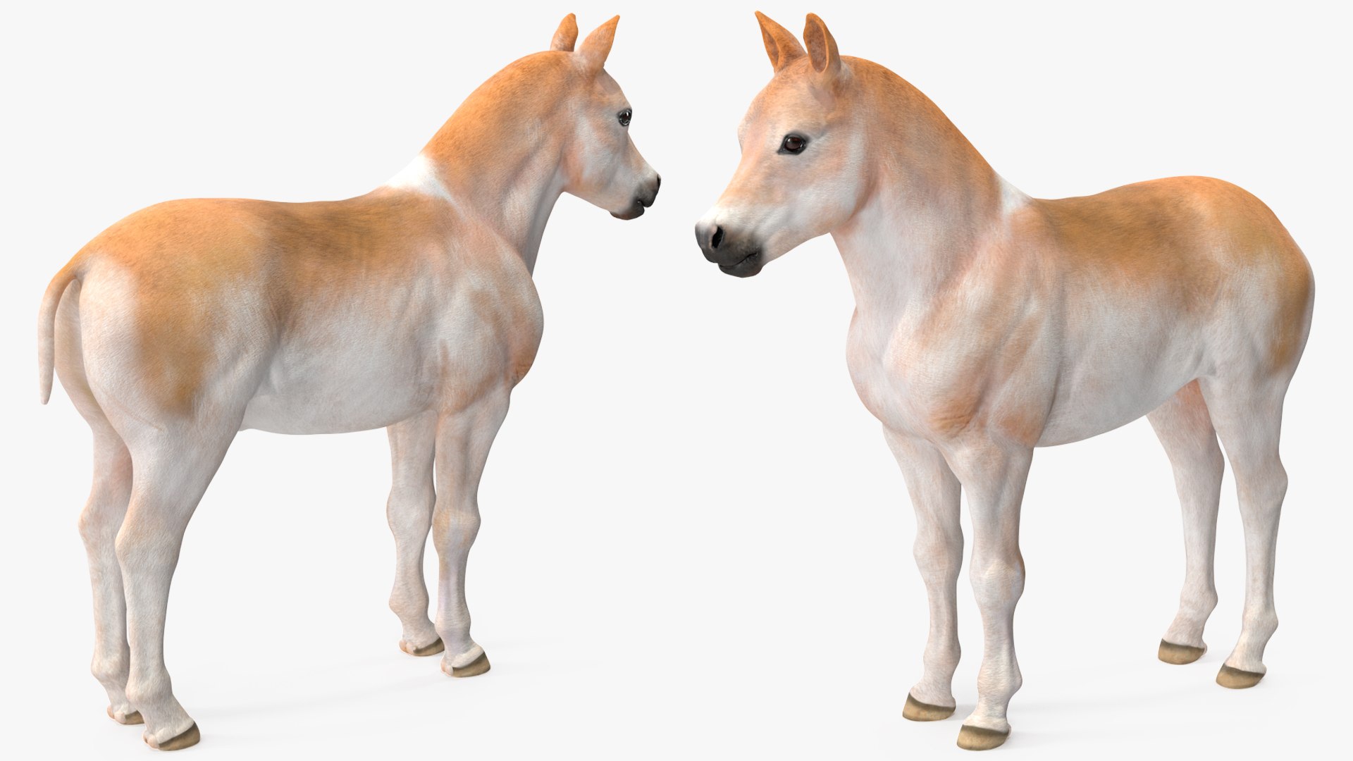 Realistic Shetland Pony Rigged For Maya 3D Model - TurboSquid 2258199