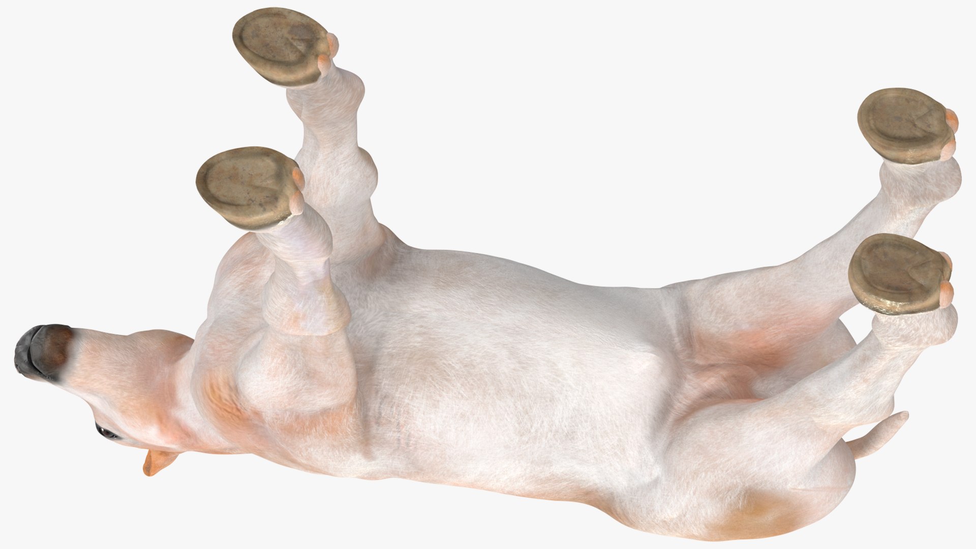 Realistic Shetland Pony Rigged For Maya 3D Model - TurboSquid 2258199