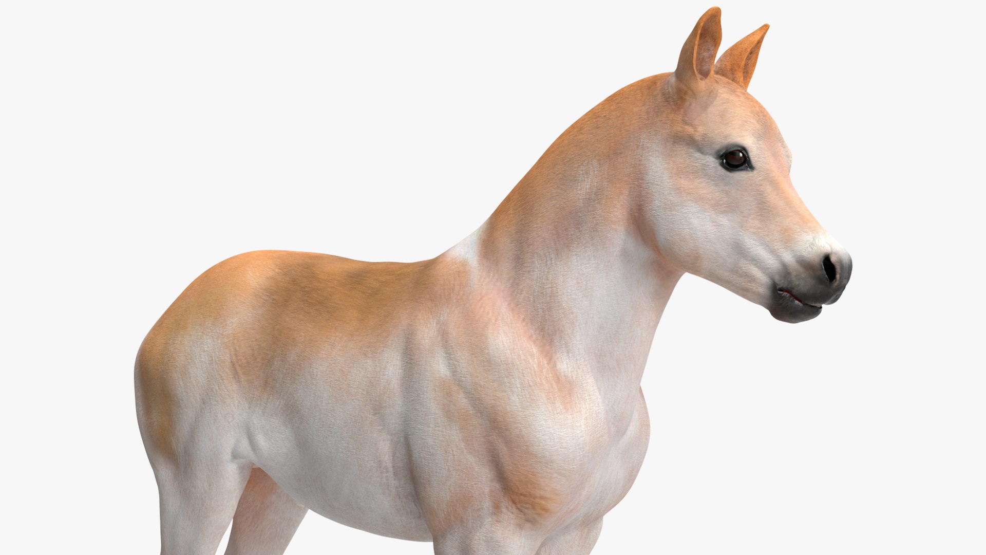Realistic Shetland Pony Rigged For Maya 3D Model - TurboSquid 2258199