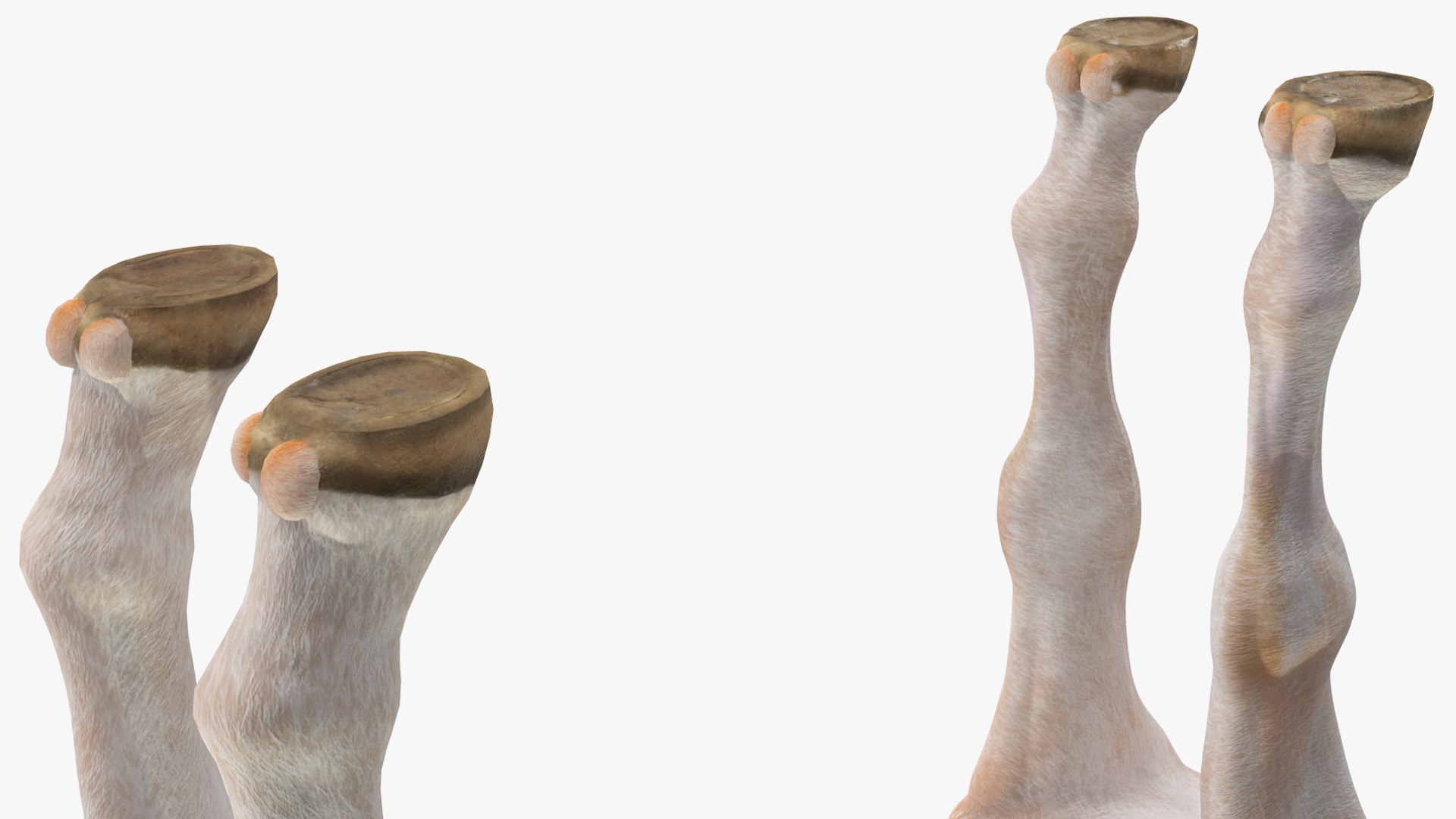 Realistic Shetland Pony Rigged For Maya 3D Model - TurboSquid 2258199