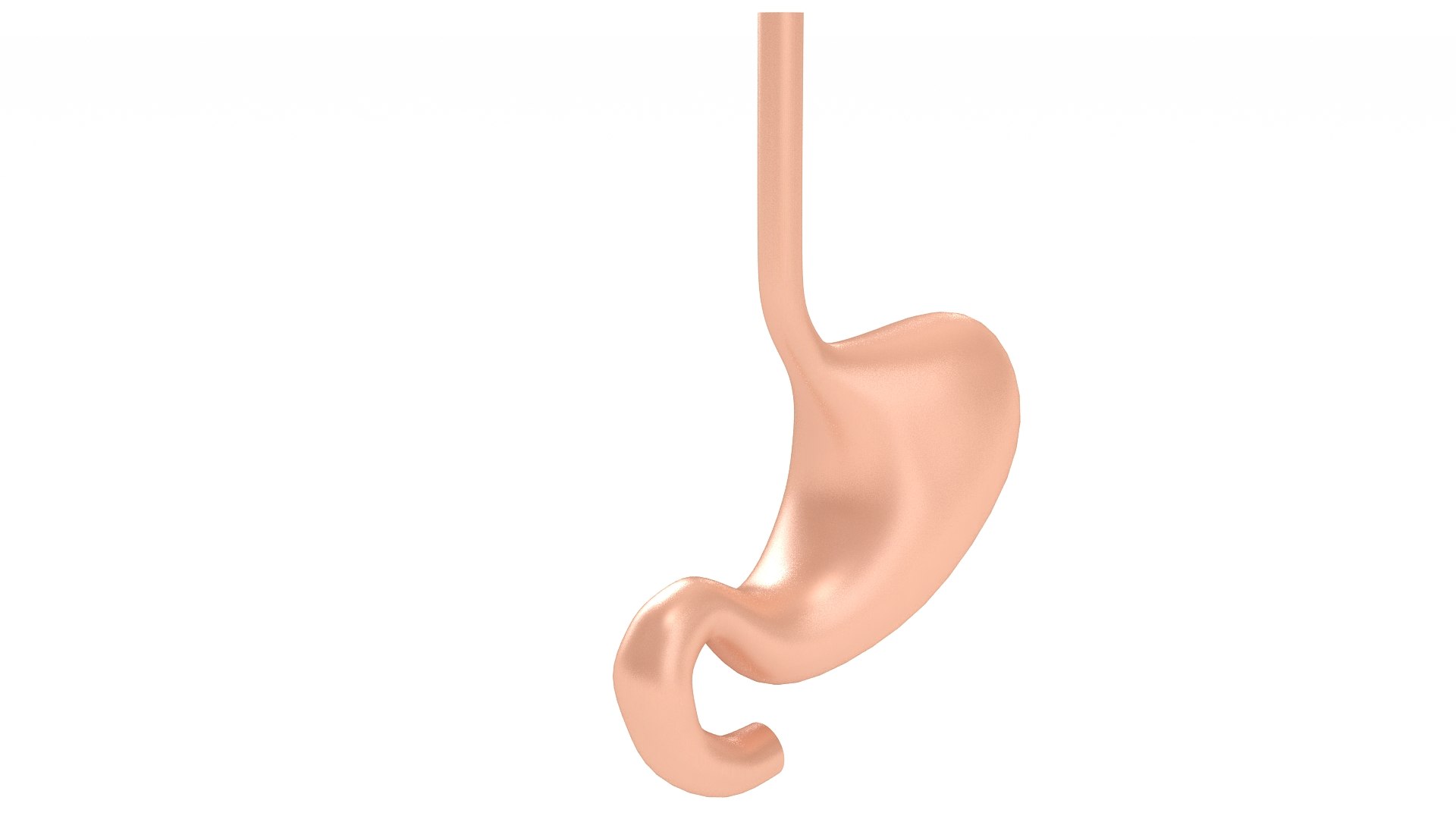 3D Human Stomach Anatomy model - TurboSquid 1894340