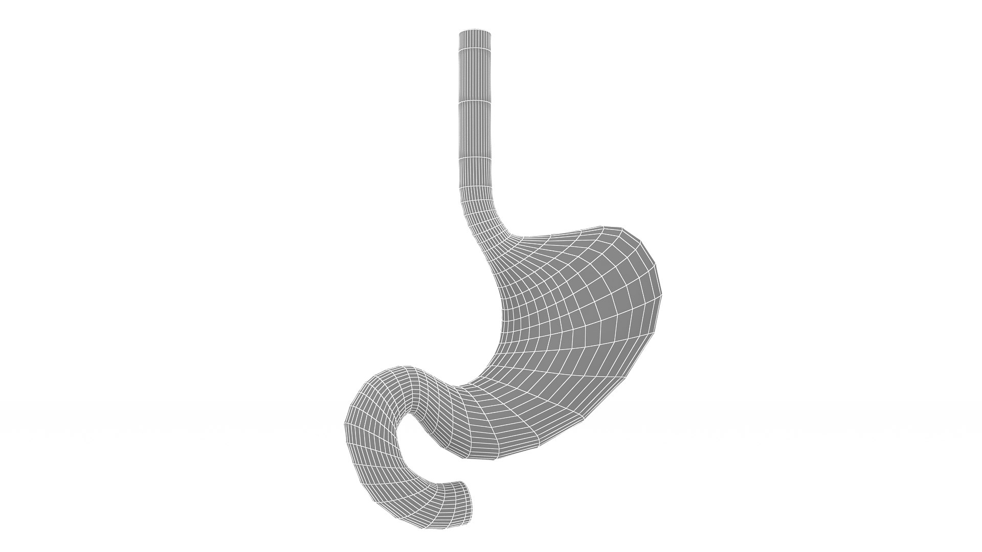 3D Human Stomach Anatomy model - TurboSquid 1894340