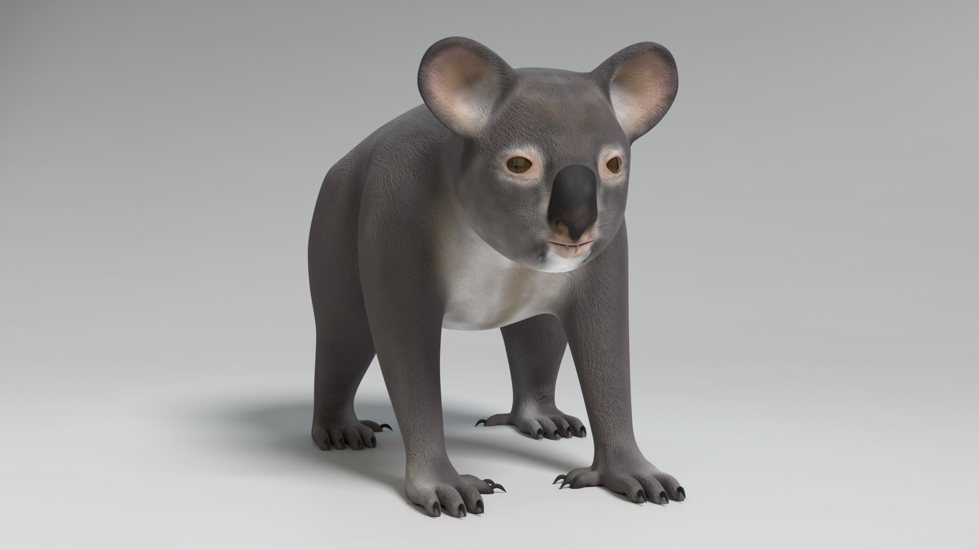 3D koala animal mammal model - TurboSquid 1622056