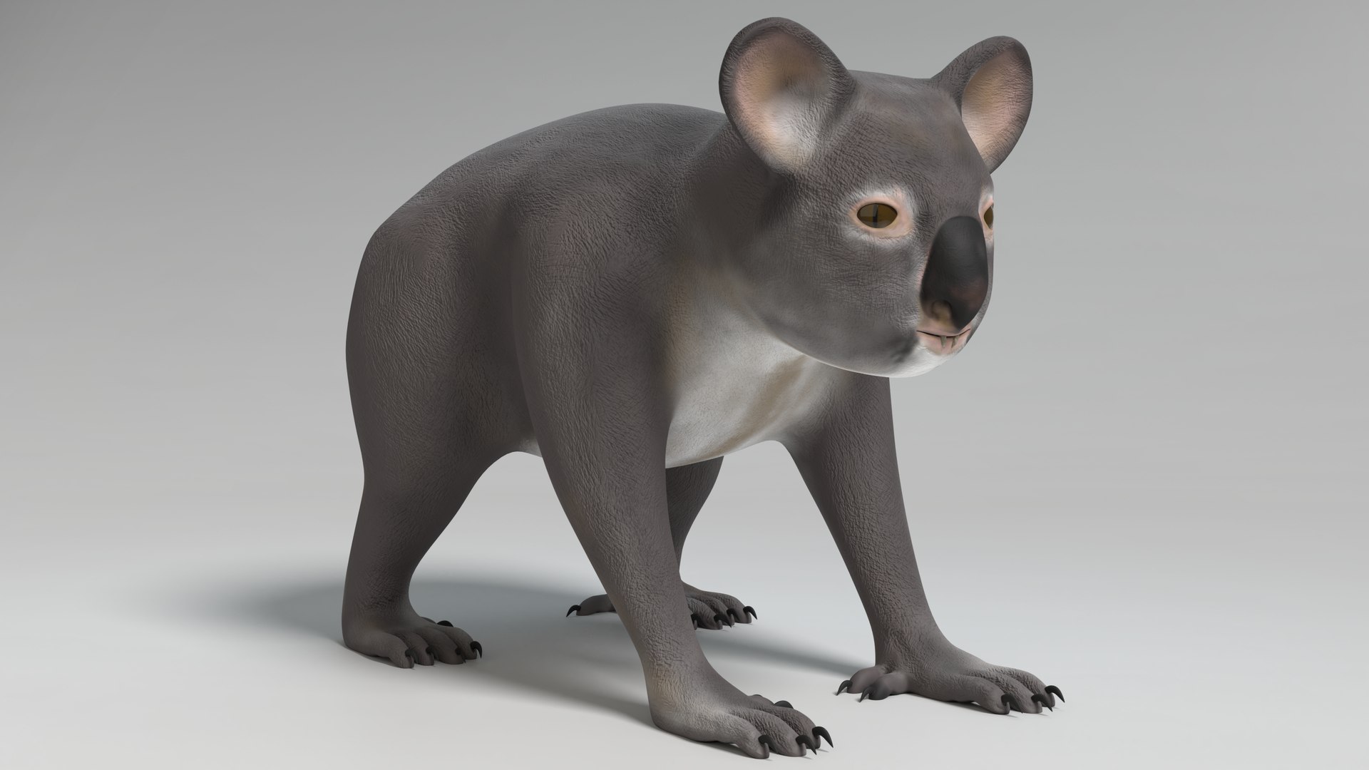 3D koala animal mammal model - TurboSquid 1622056