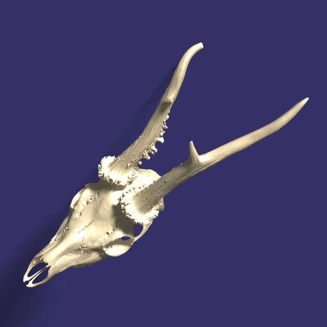 3D roe deer skull - TurboSquid 1348576