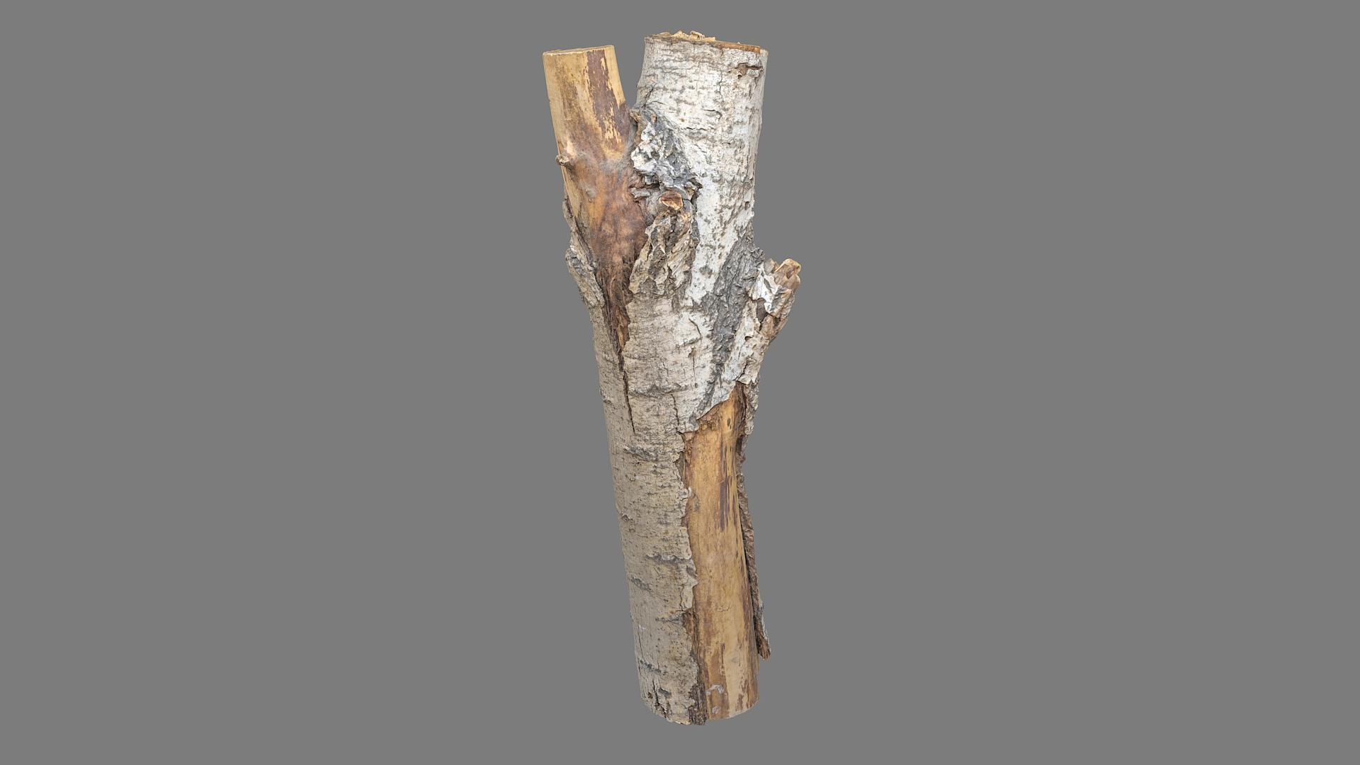 Tree Bark Scanned 6 3D Model - TurboSquid 2015753