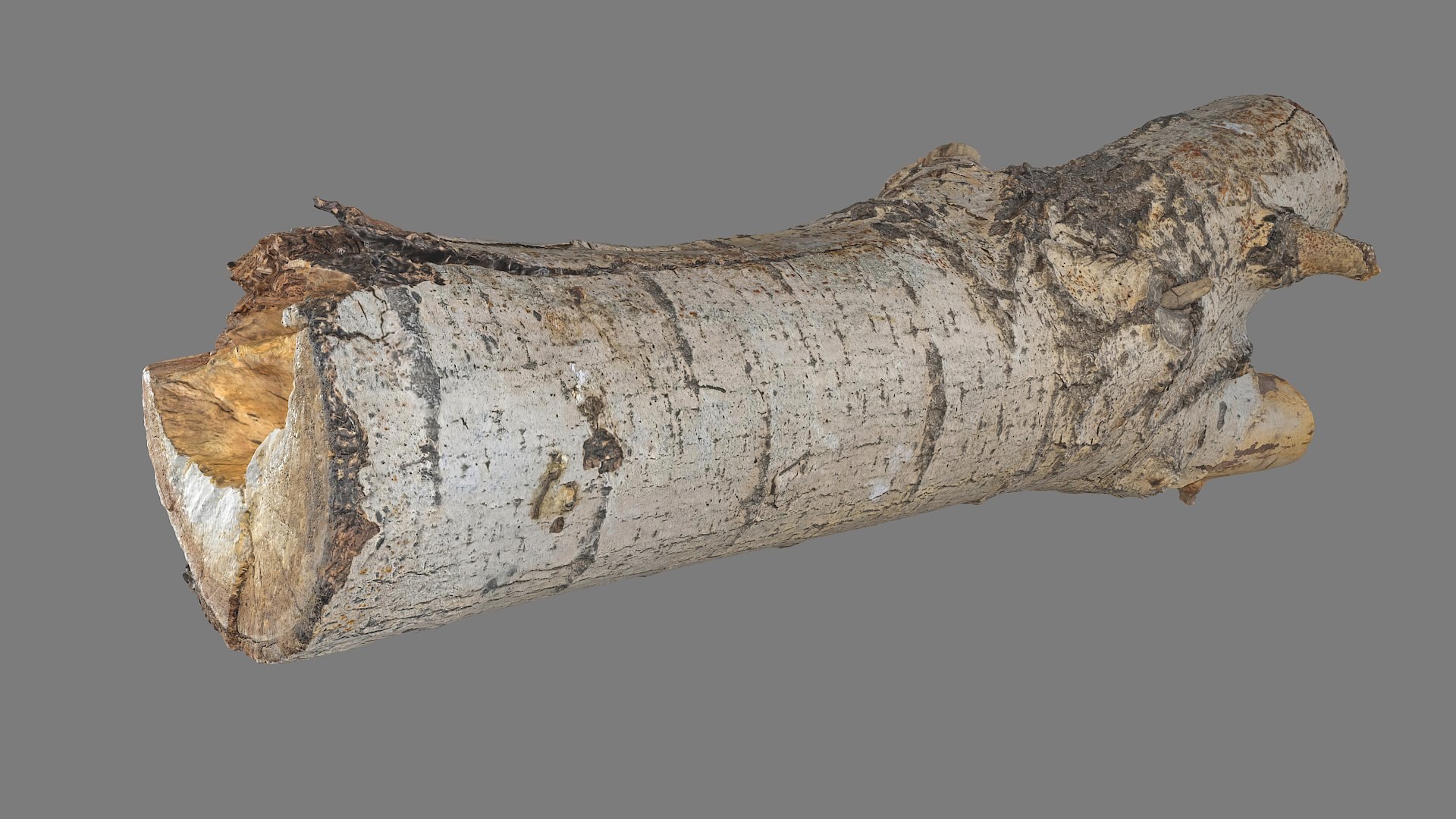 Tree Bark Scanned 6 3D Model - TurboSquid 2015753