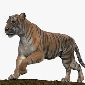 Rigged Tiger 3D Models For Download | TurboSquid