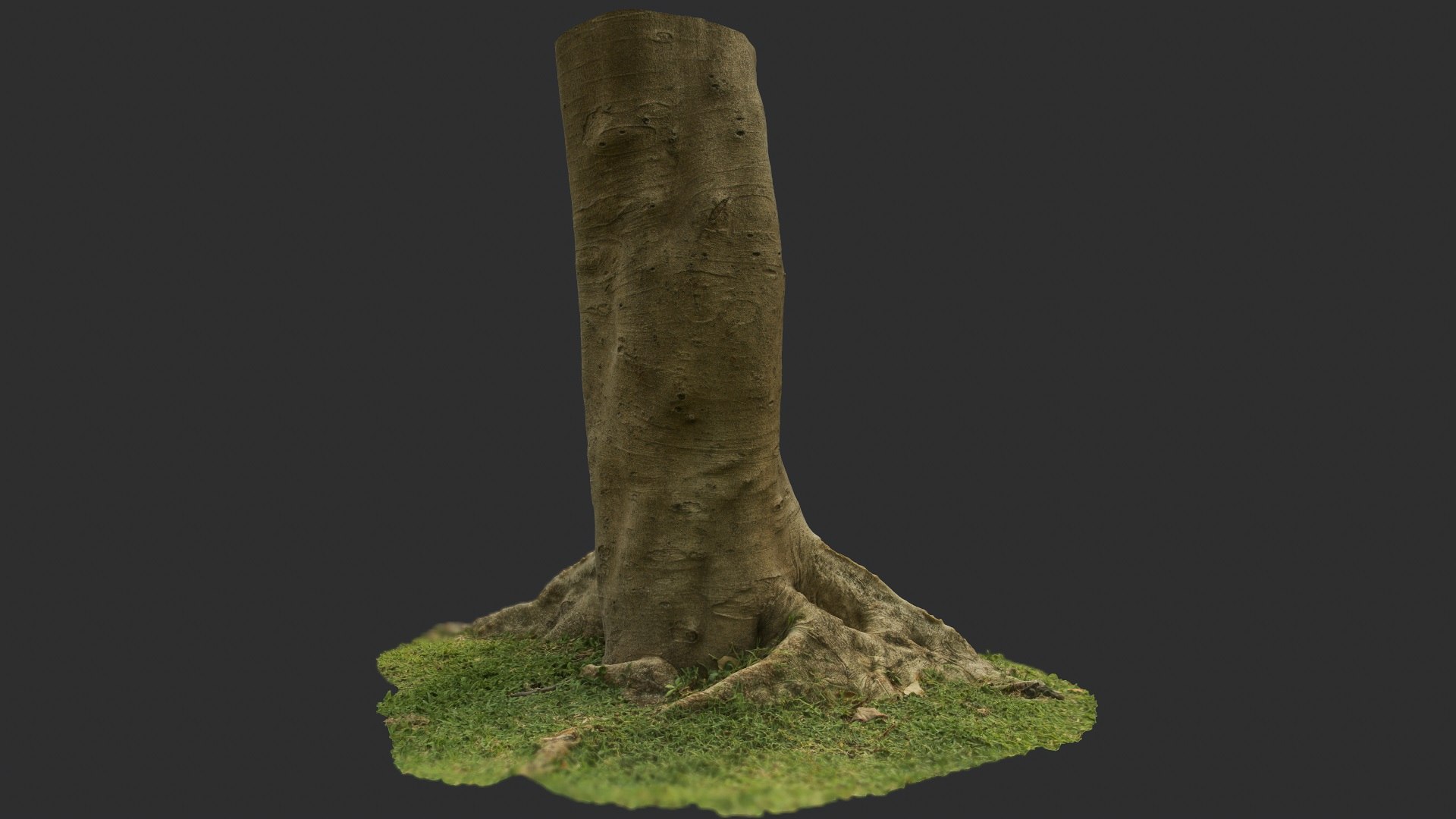 Tropical Tree Scan 3d Model