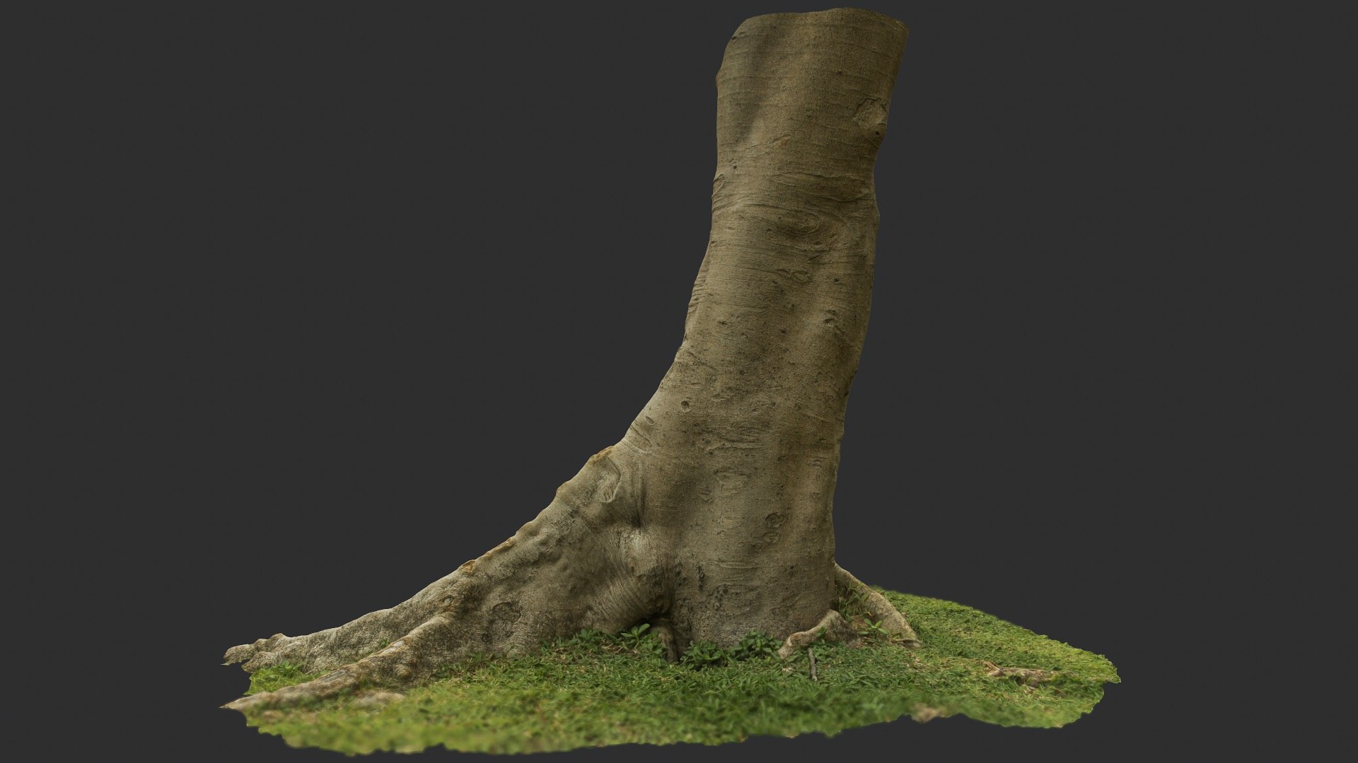 Tropical Tree Scan 3d Model