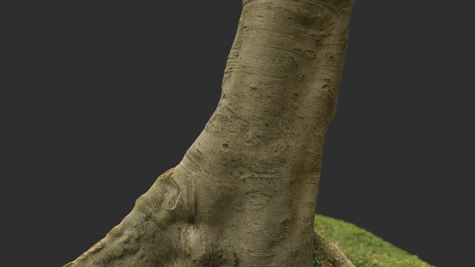 Tropical Tree Scan 3d Model
