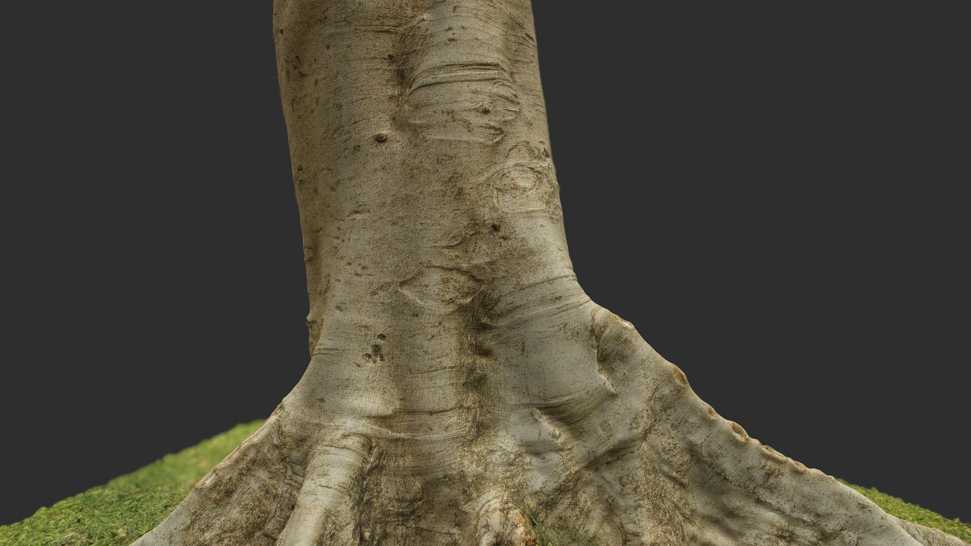 Tropical Tree Scan 3d Model