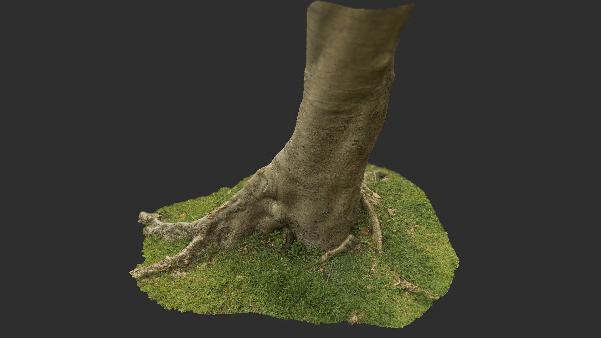 Tropical Tree Scan 3d Model