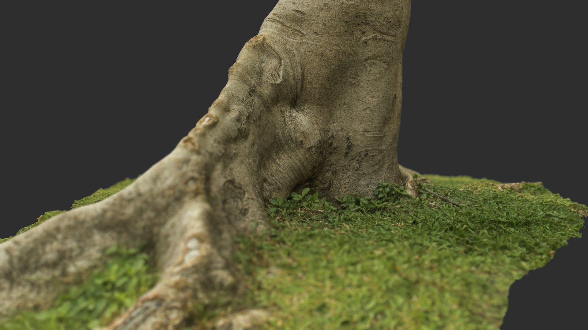 Tropical Tree Scan 3d Model
