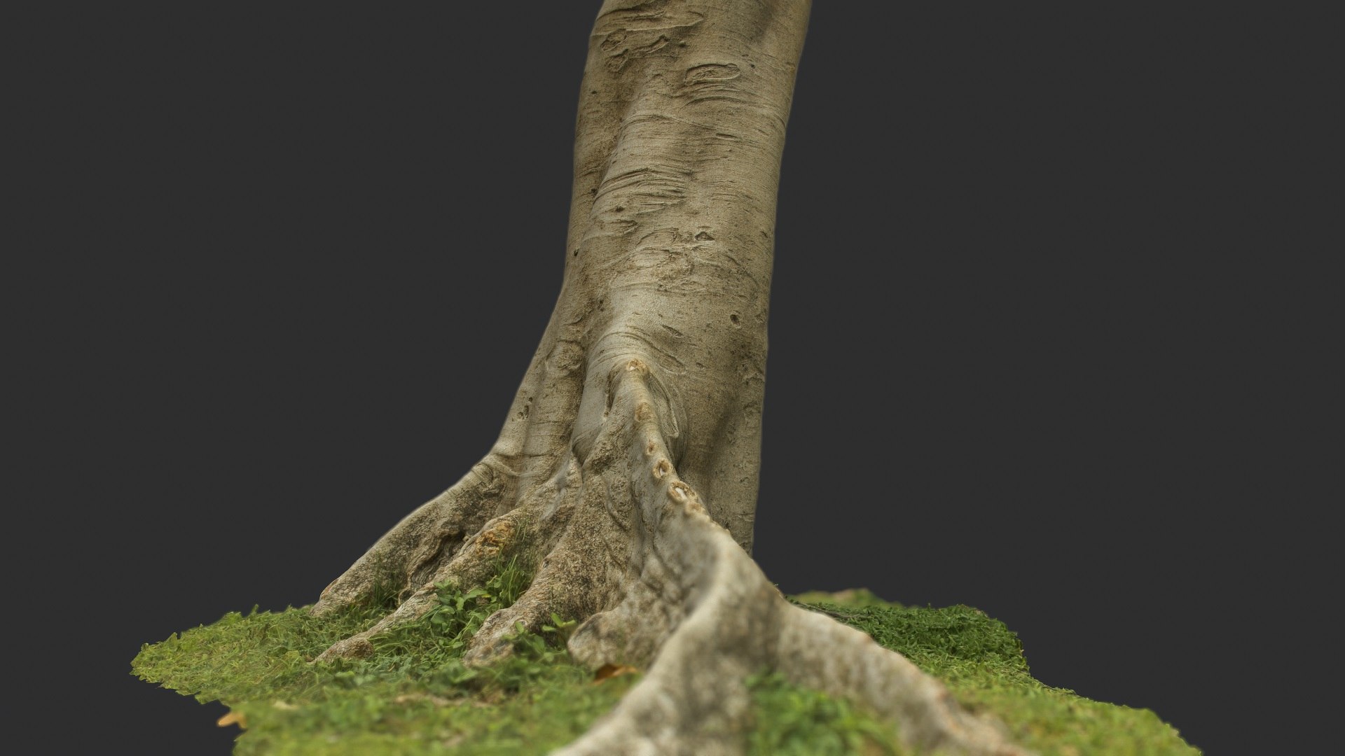Tropical Tree Scan 3d Model