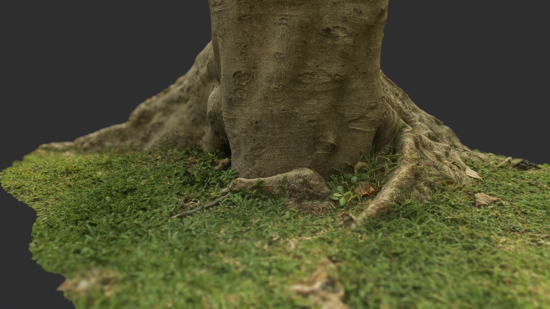 Tropical Tree Scan 3d Model