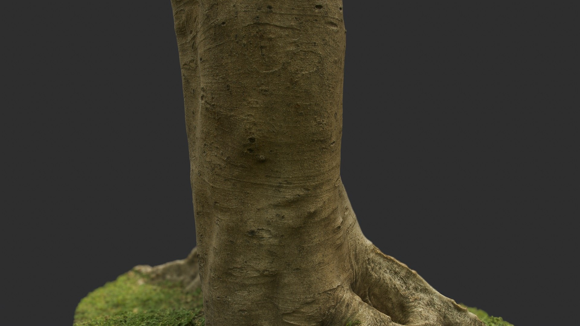Tropical Tree Scan 3d Model