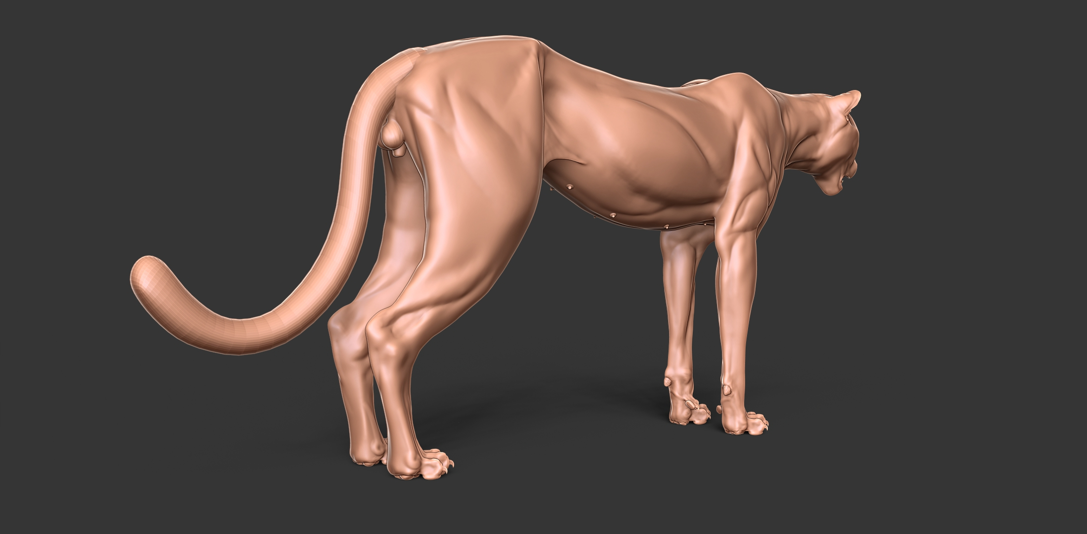 Cheetah Primary Forms Zbrush Sculpt 3D model - TurboSquid 1819989