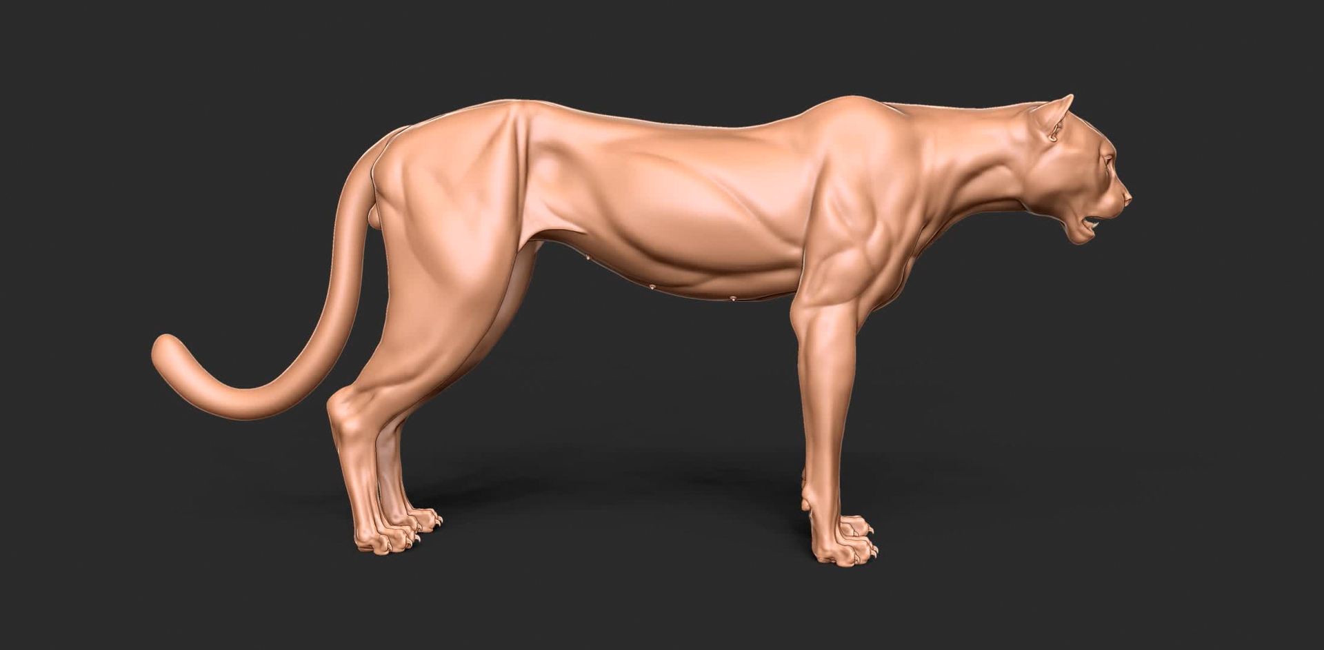 Cheetah Primary Forms Zbrush Sculpt 3D model - TurboSquid 1819989