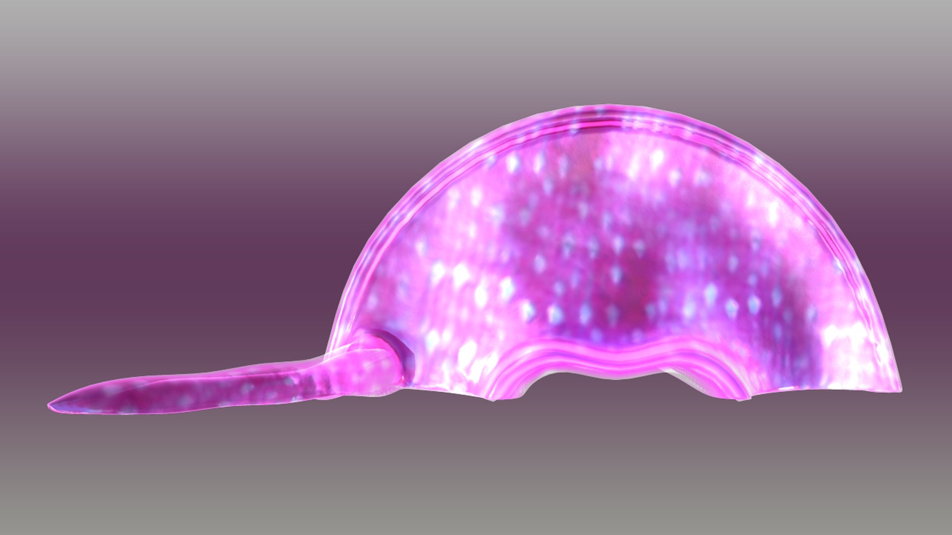 Metridium D 3d Model