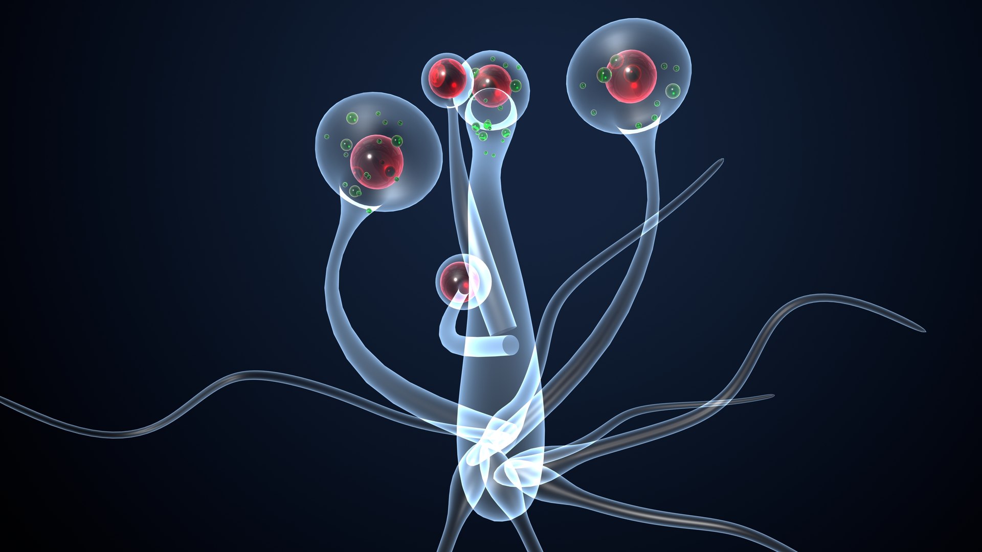 Mucor 3D Model - TurboSquid 2262099